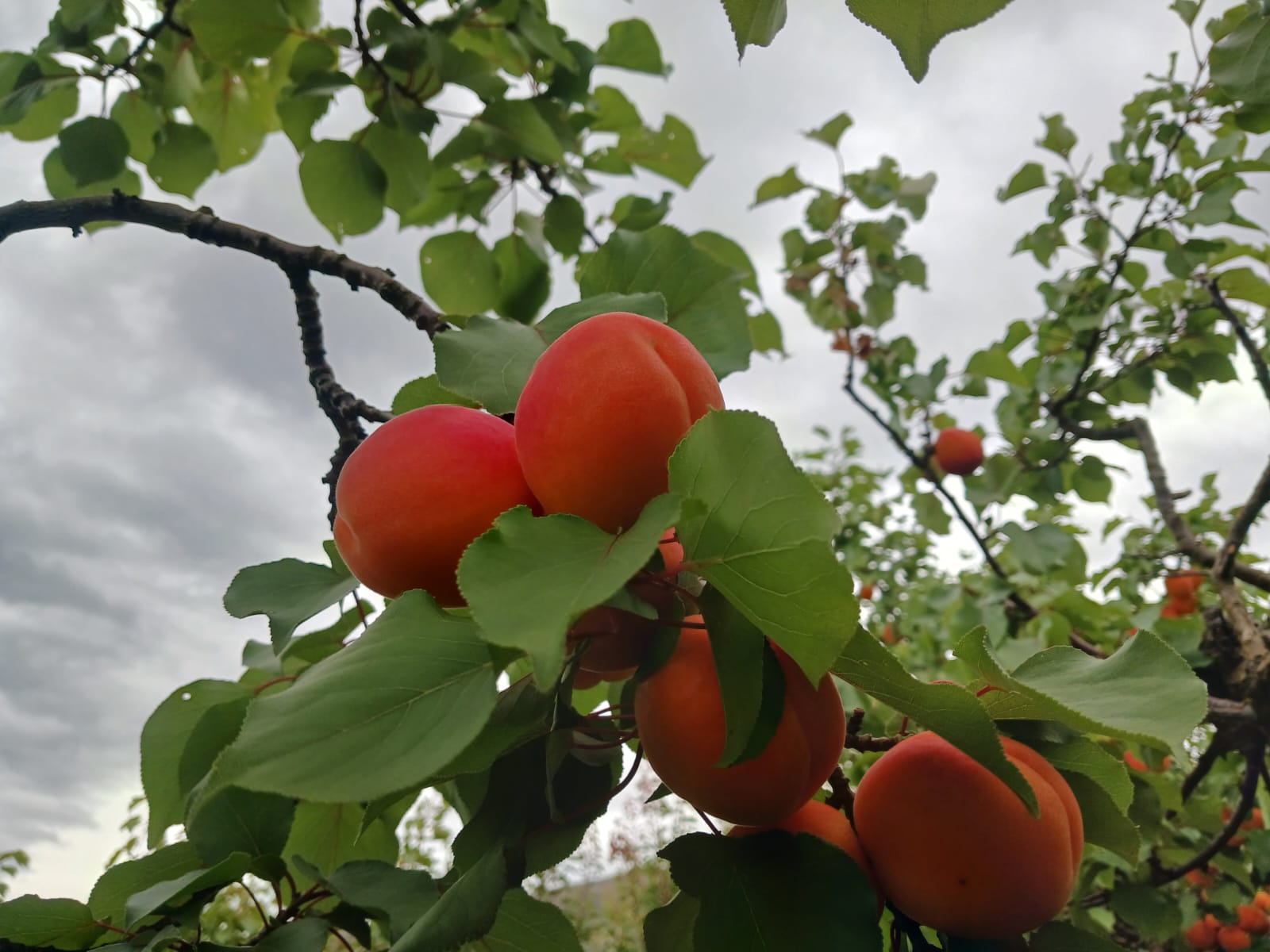 Hobbs Orchard Blog