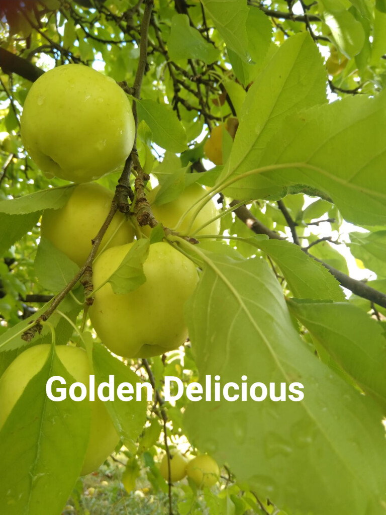 Hobbs Orchard Blog