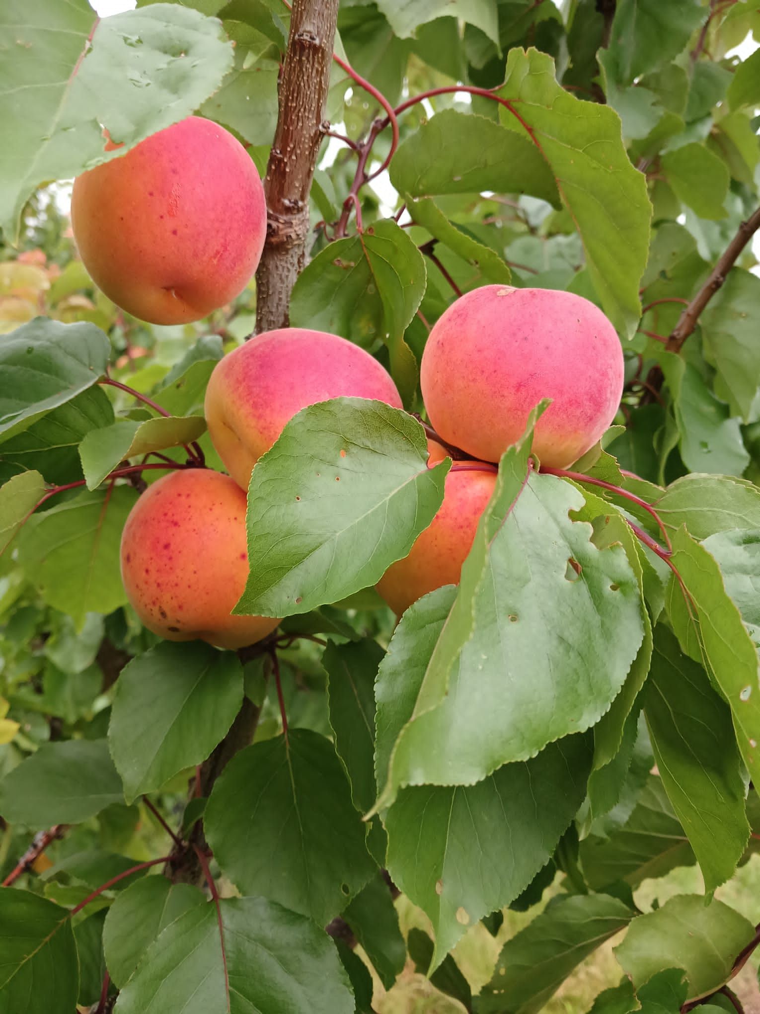 Hobbs Orchard Blog